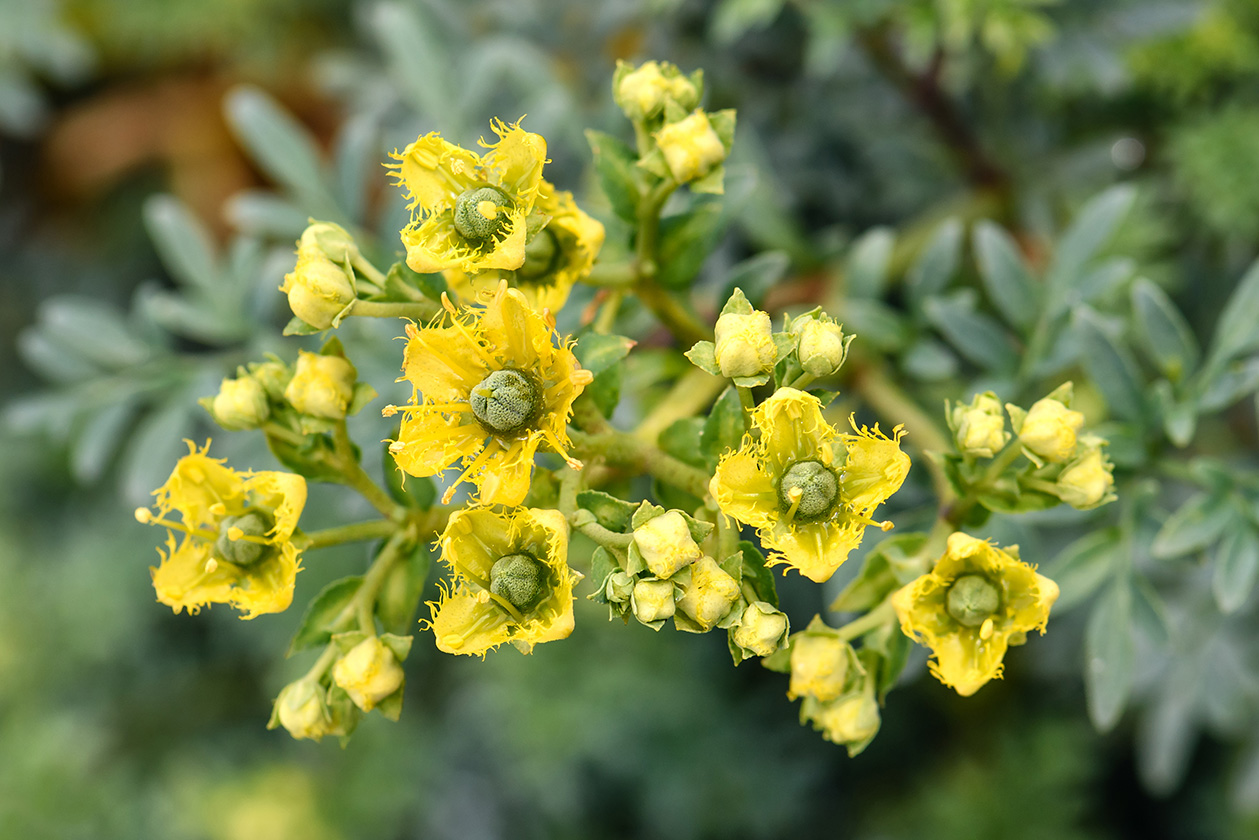 Polyphenolic Composition and Essential oils of Two Medicinal Plants ...